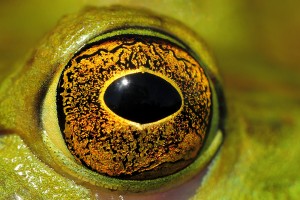 Macro of the eye of an American Bullfrog.Image ID: 10-06129 - Laura ...
