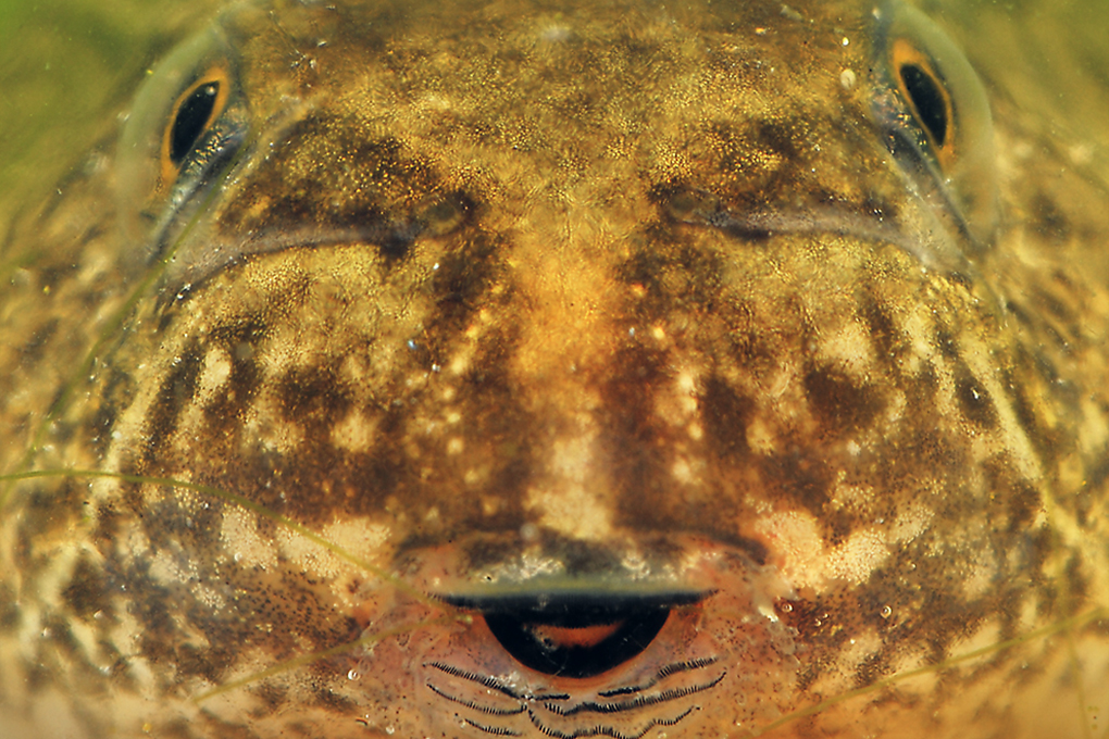 Macro portrait of a tadpole's face.Image ID: 10-06877 - Laura Crawford ...