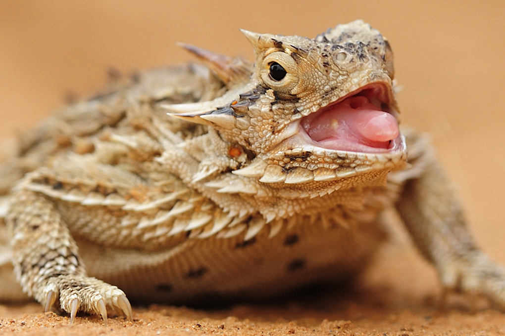 Portrait of Texes Horned Lizard with tongue out.Image ID: 10-08482 ...