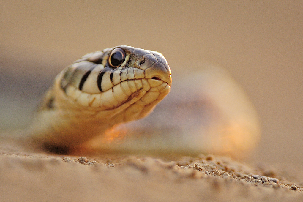 Portrait of a Garter SnakeImage ID: 10-08612 - Laura Crawford Williams
