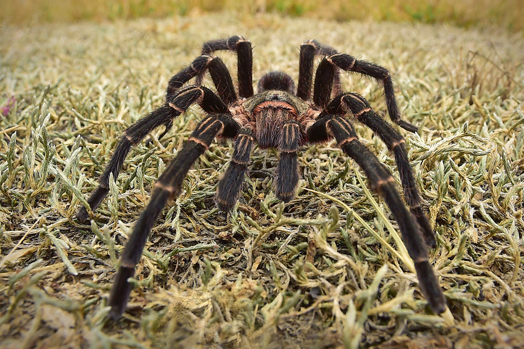 Golden Kneed Tarantula from Formosa, Argentina.Image ID: 15-012939 ...