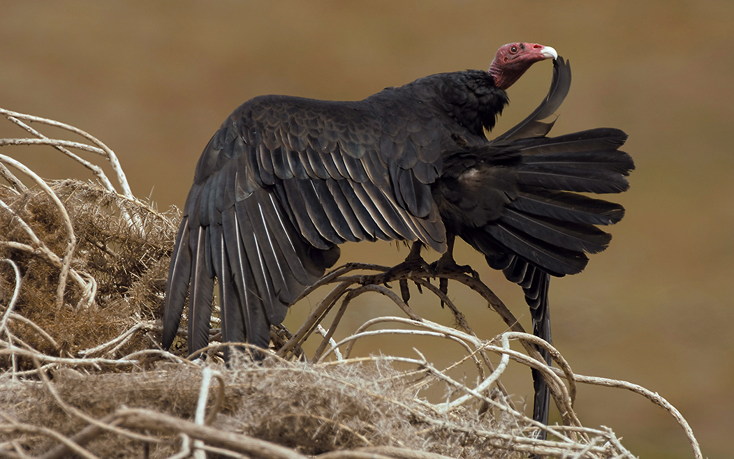 TB_VUTU_0001 - Laura Crawford Williams